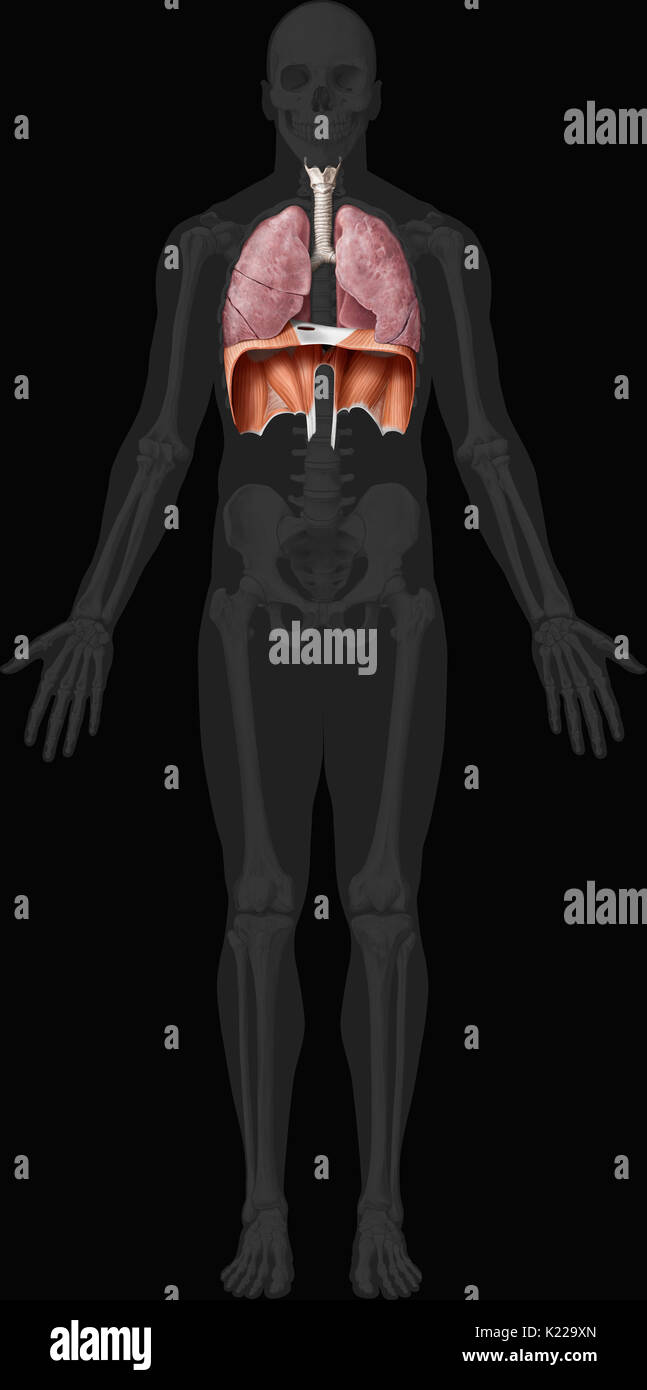 This image shows the lower organs of the respiratory system, which are ...