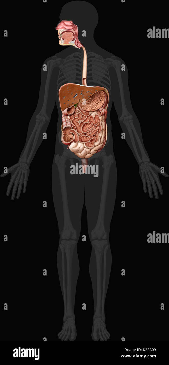 Human digestive system hi-res stock photography and images - Alamy