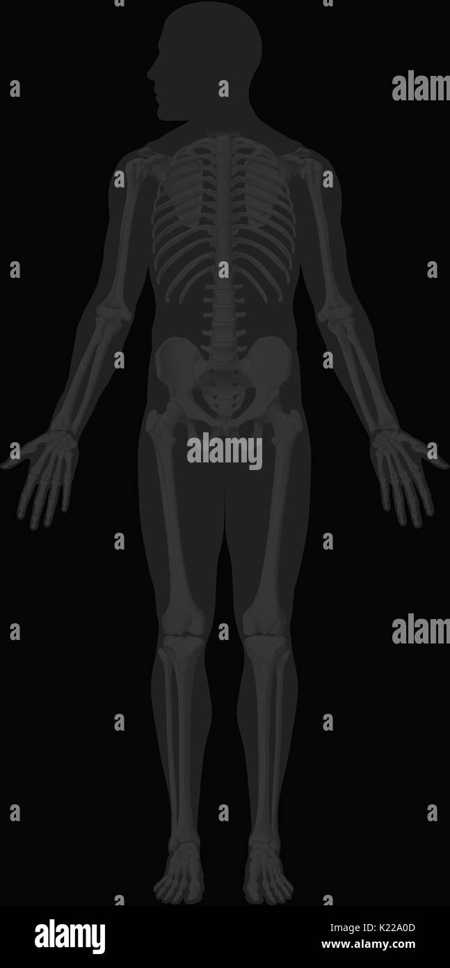 The human skeleton is made up of 206 articulated bones of varying sizes ...
