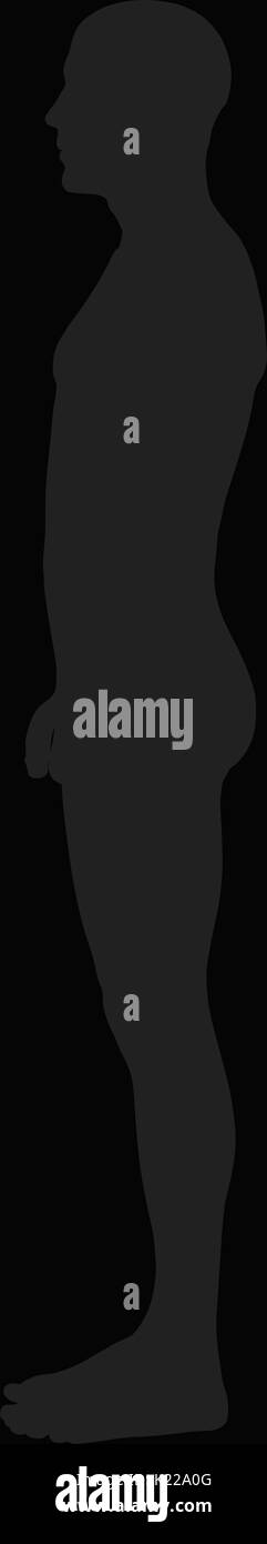 This image shows a lateral view of the man's morphology Stock Photo - Alamy