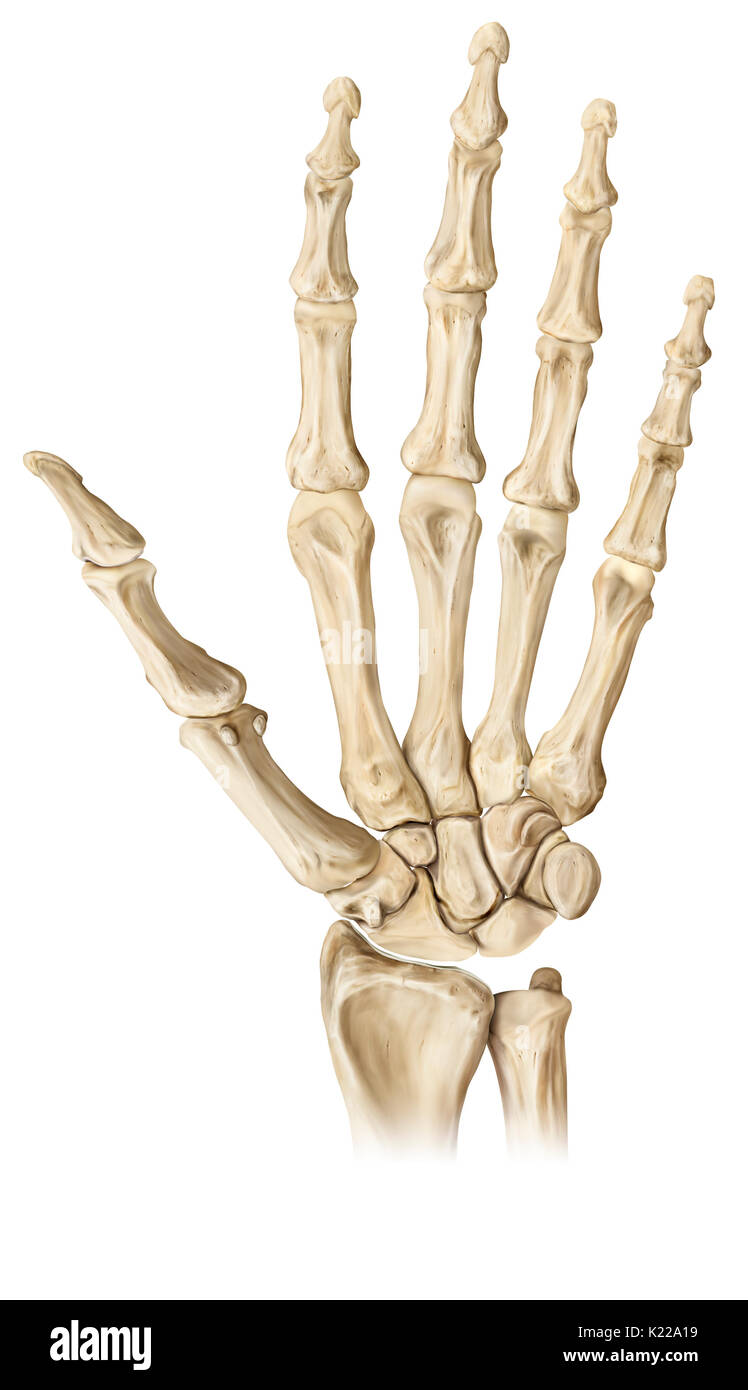 Terminal part of the upper limb, having a tactile and prehensile ...