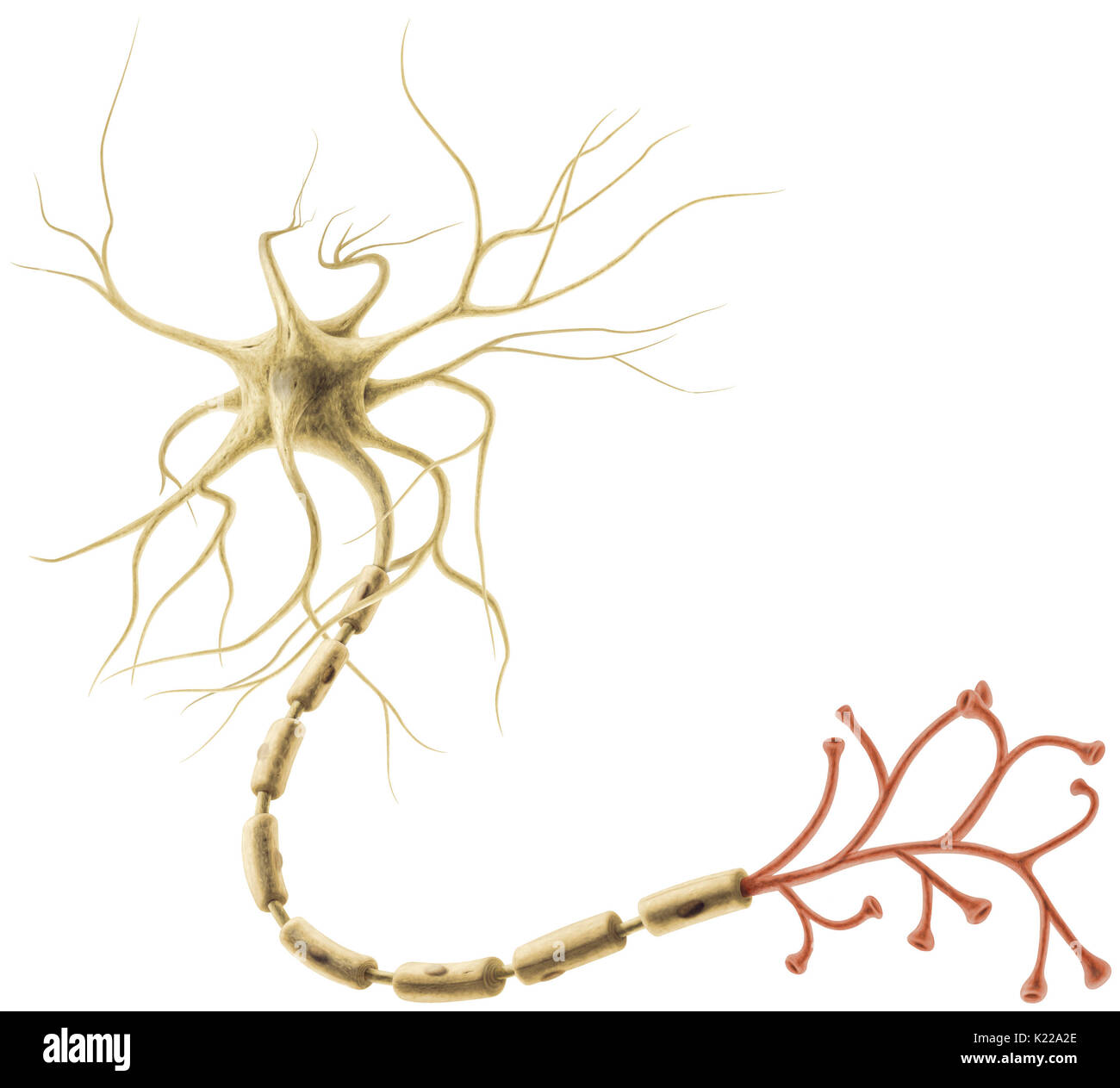 Axon Cut Out Stock Images & Pictures - Alamy