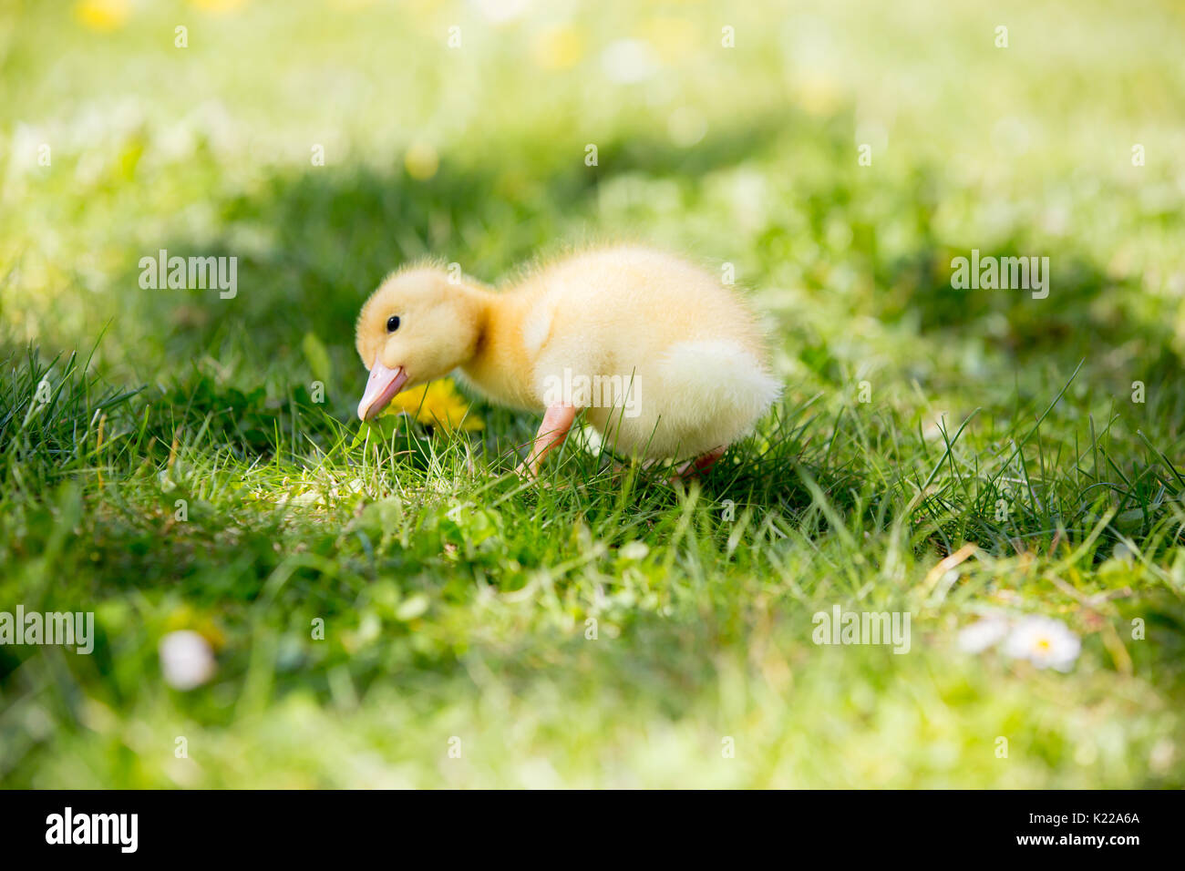 Duck lying down in grass hi-res stock photography and images - Alamy