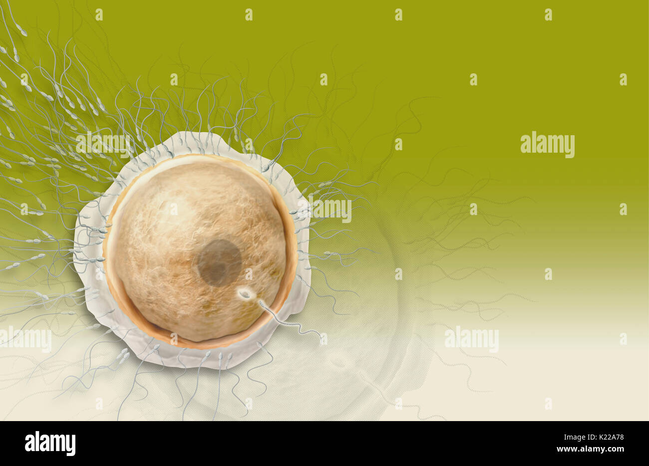 Fertilization is the fusion between an ovum and a sperm cell. It occurs ...