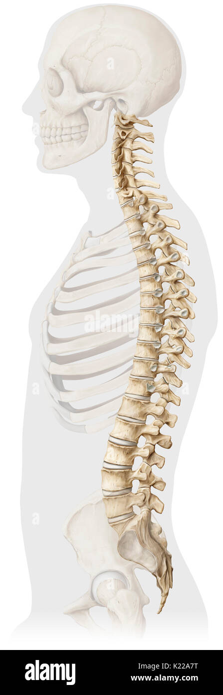 Bony grouping of 33 vertebrae, extending from the skull to the pelvis ...