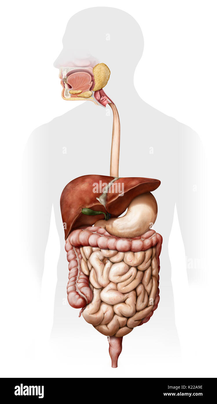 Intestin Cut Out Stock Images & Pictures - Alamy