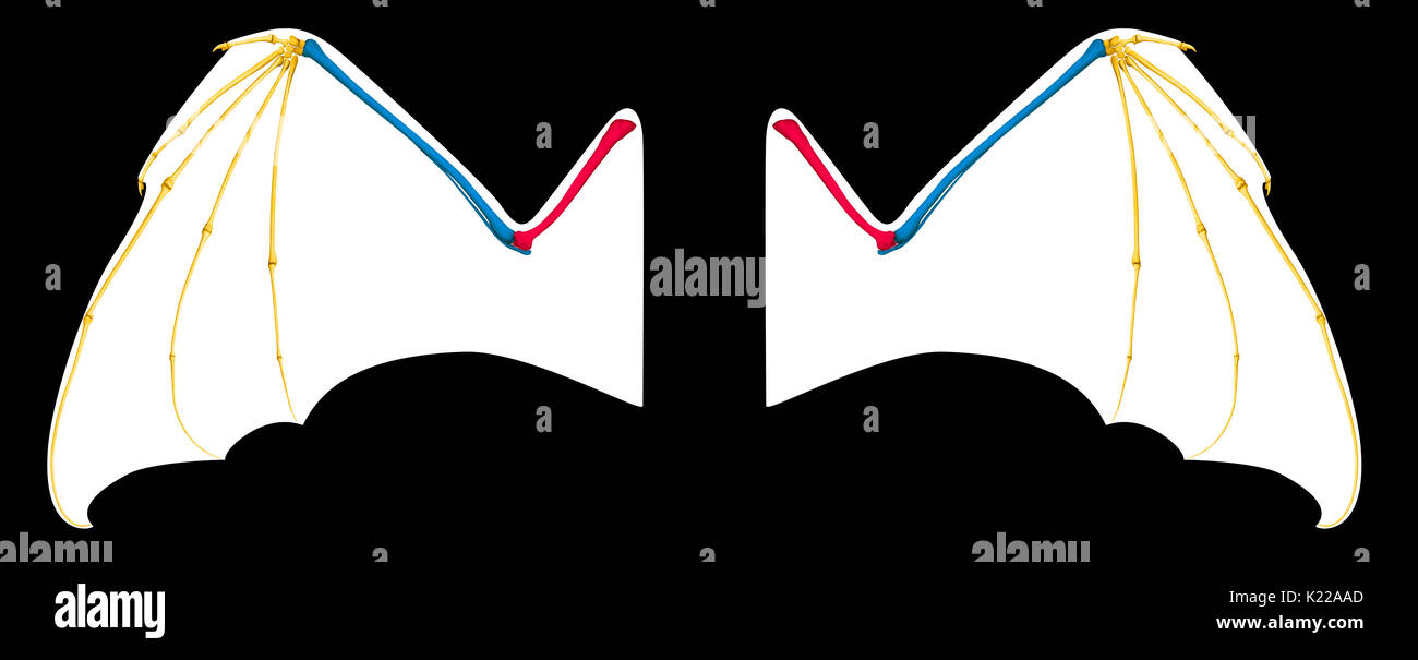 Bat skeleton hi-res stock photography and images - Alamy