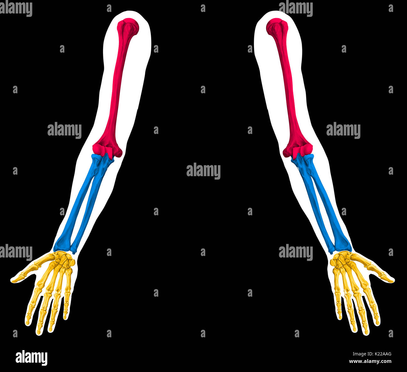 This image shows the skeleton of the arms of a human Stock Photo - Alamy