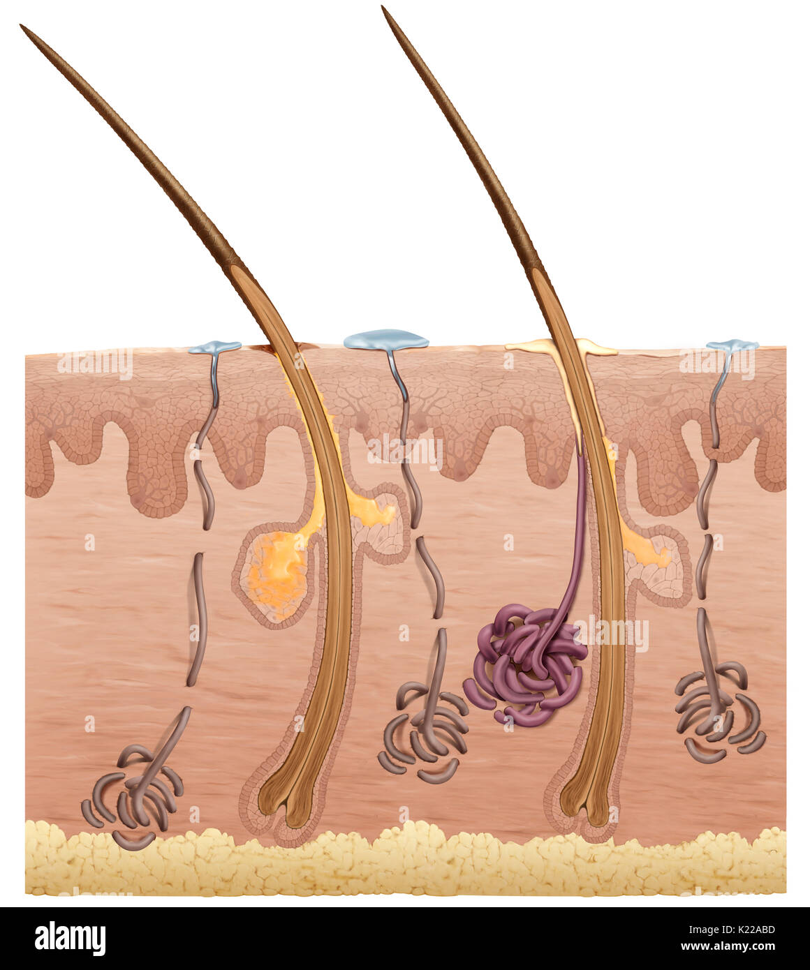 Hypodermis hi-res stock photography and images - Alamy