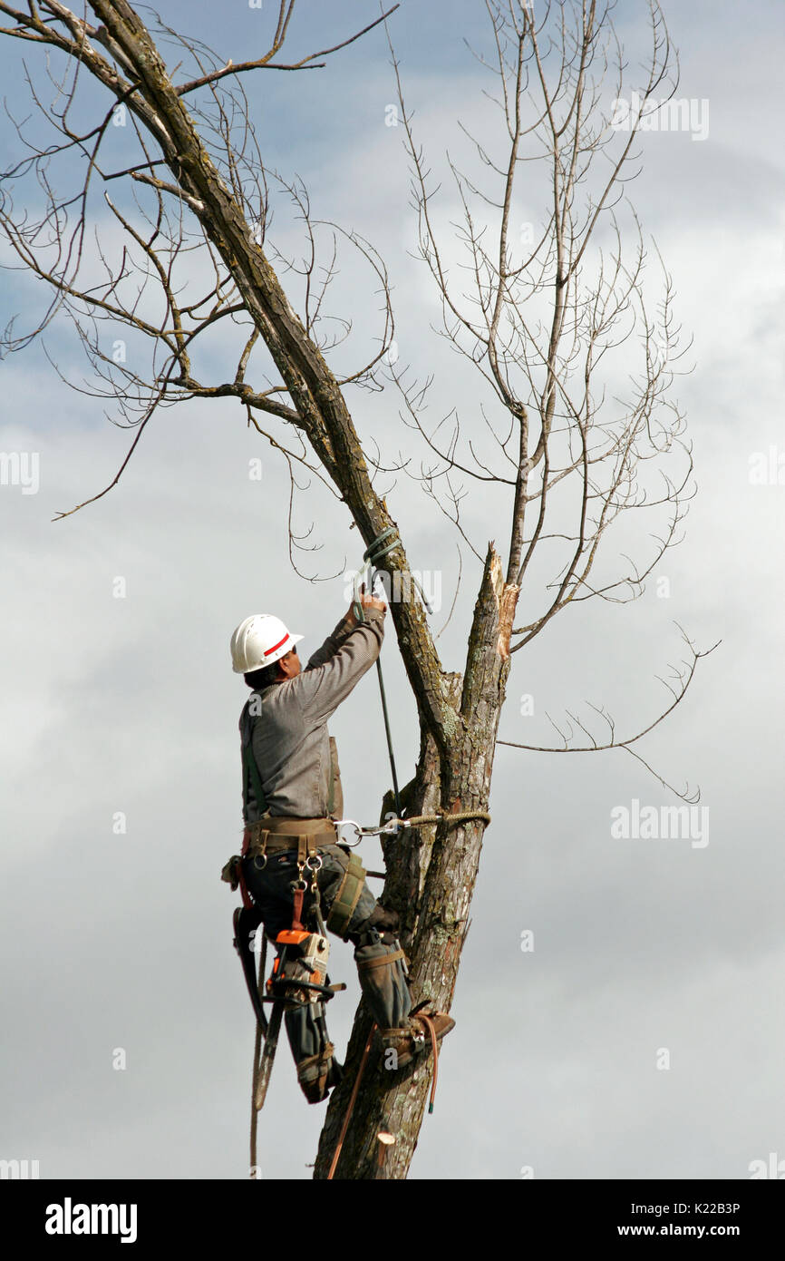 Branch cutter hi-res stock photography and images - Alamy