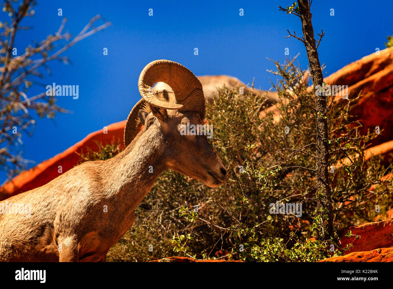 Desert sheep hi-res stock photography and images - Alamy