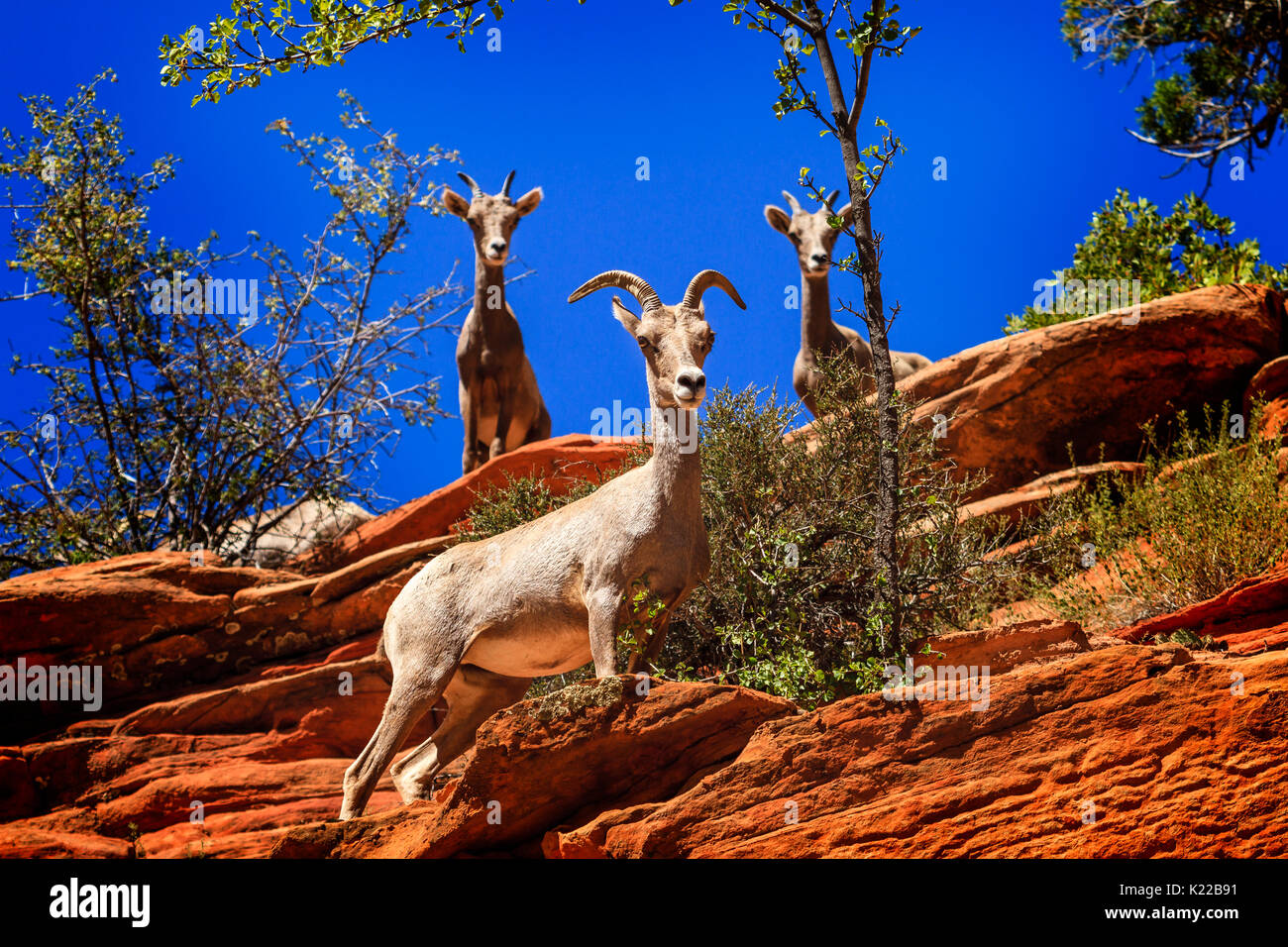 Zion National Park Desert Sheep Stock Photo - Alamy