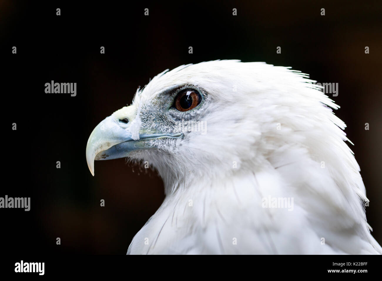 Bald eagle face - close up Stock Photo - Alamy