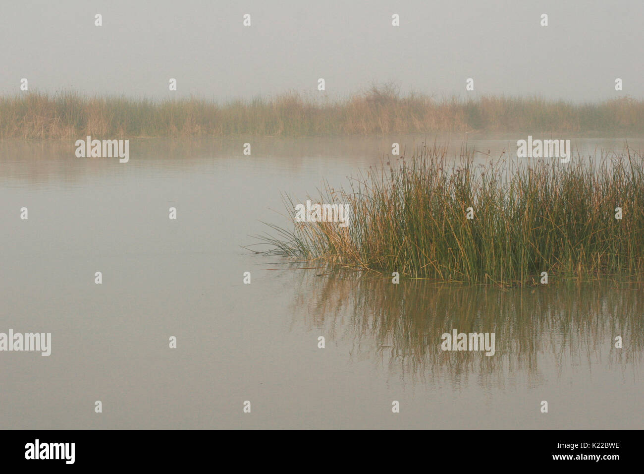 BULL RUSHES SURROUNDED BY TULE FOG ON DELTA, CALIFORNIA Stock Photo - Alamy