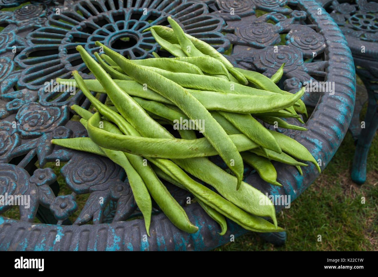 Freshly picked Scarlet Emperor runner beans on garden table outdoors ...