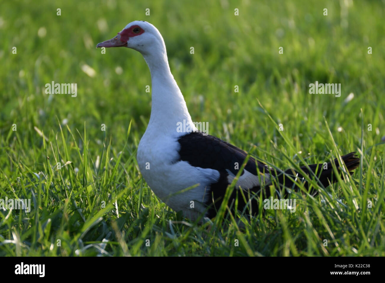 goose walking and grazing the grass Stock Photo - Alamy