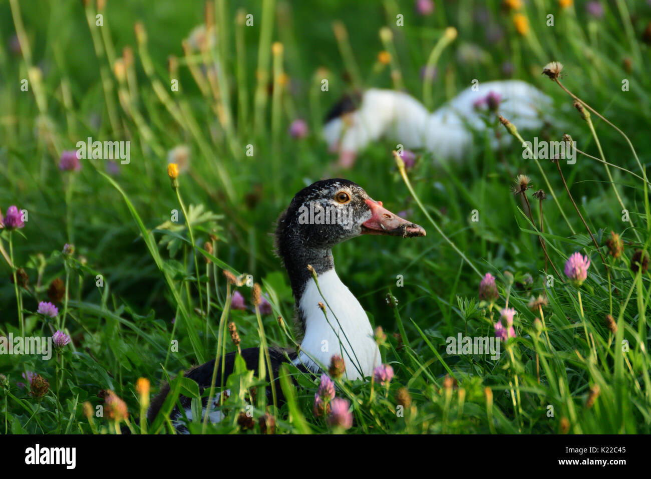goose walking and grazing the grass Stock Photo - Alamy