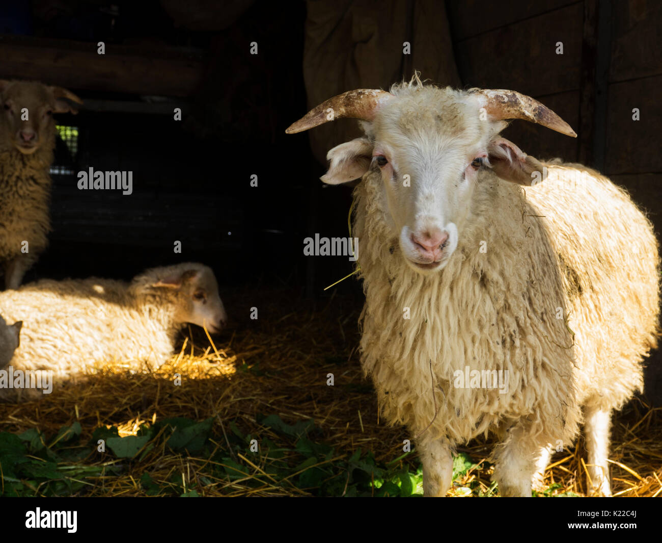 Sacrificial sheep in the back of a truck Stock Photo - Alamy