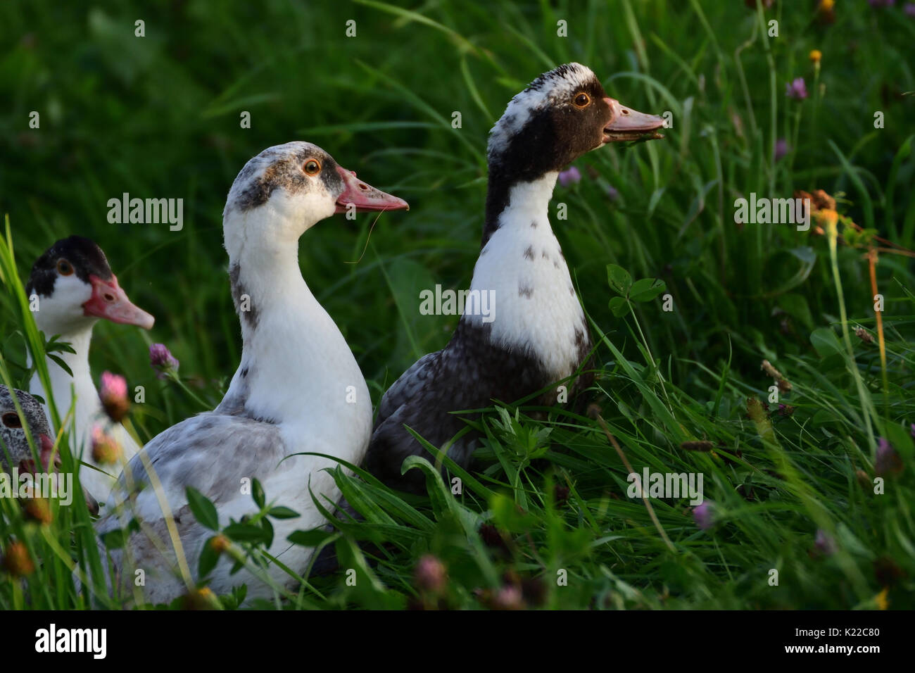 goose walking and grazing the grass Stock Photo - Alamy