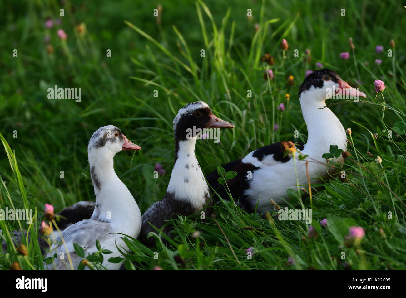 goose walking and grazing the grass Stock Photo - Alamy
