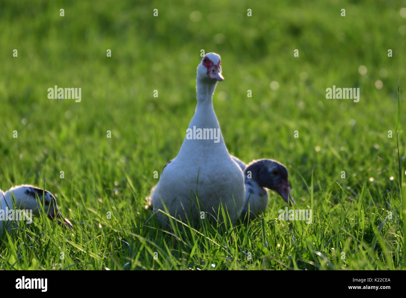 goose walking and grazing the grass Stock Photo - Alamy