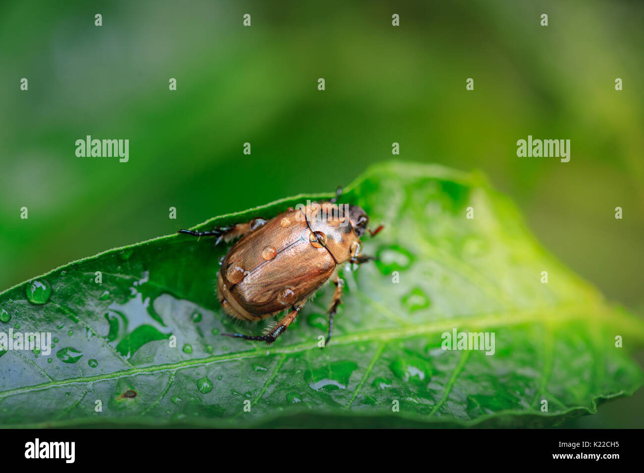 bug with water drop on a leaf after rain Stock Photo - Alamy
