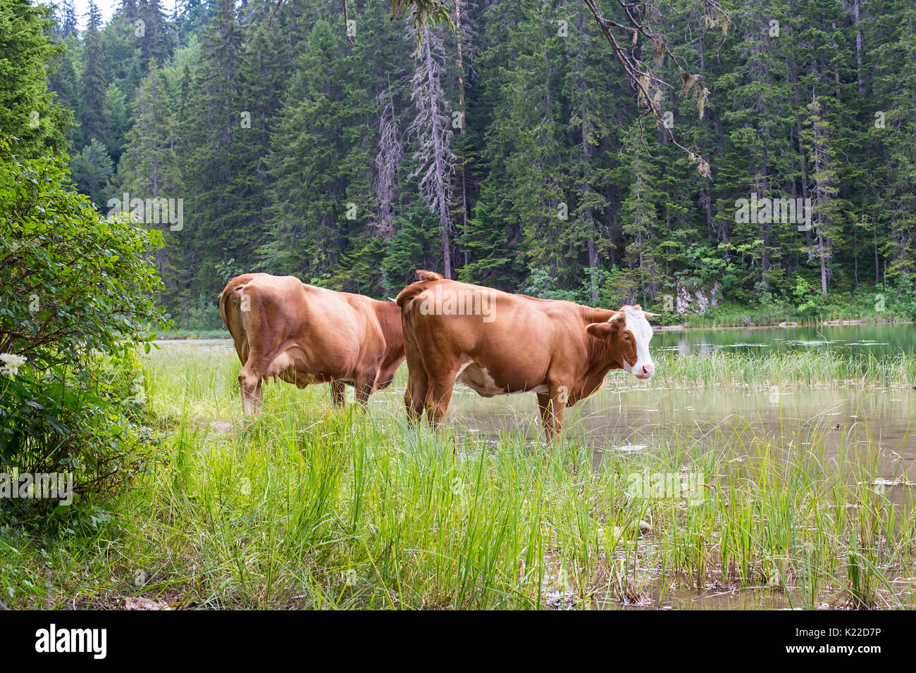 View of mountain scenary with grazed cows at summer day Stock Photo - Alamy