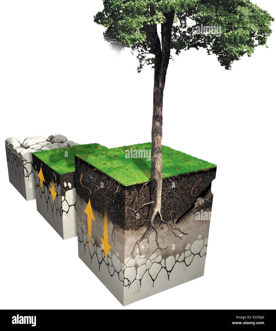 Soil Formation Steps