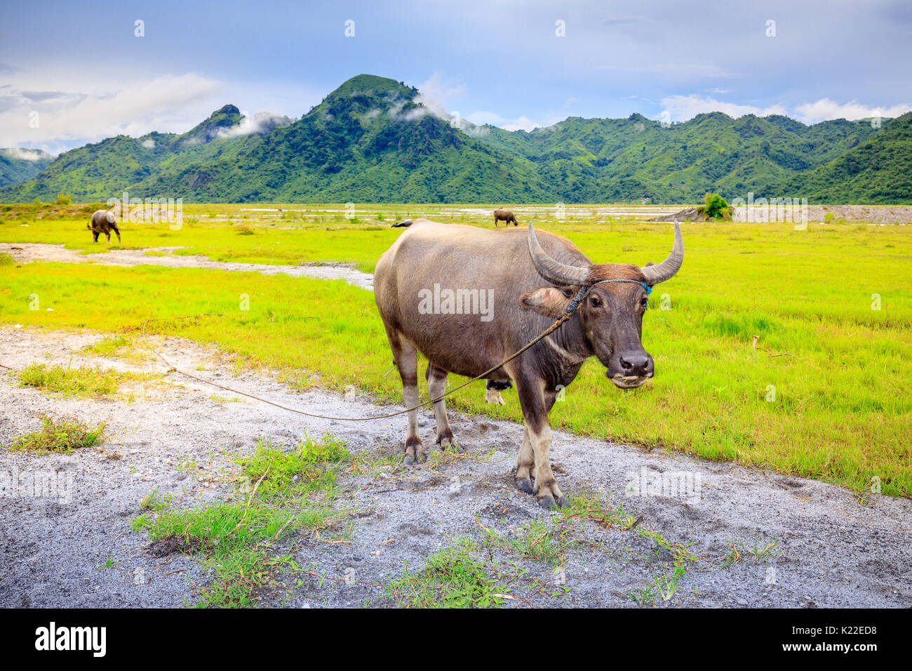 Philippine water buffalo hi-res stock photography and images - Alamy