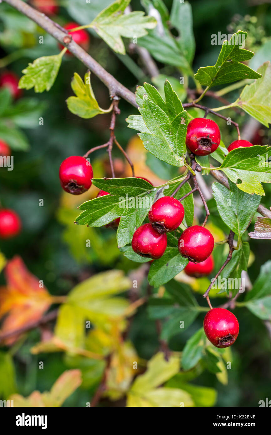 Common hawthorn / single-seeded hawthorn (Crataegus monogyna) close up ...