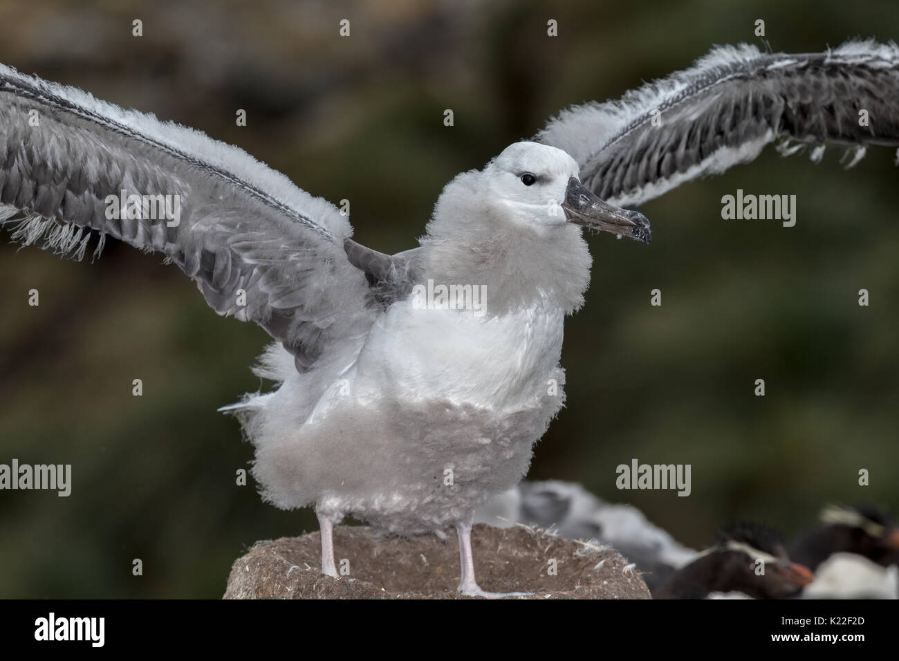 Albatross flapping wings hi-res stock photography and images - Alamy