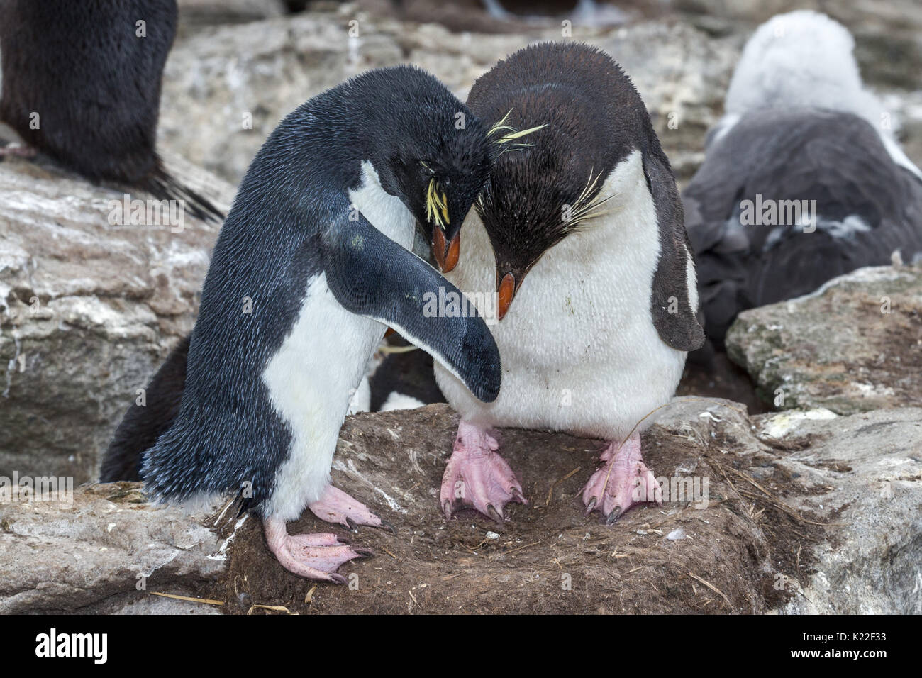 Rockhopper Penguin Eudyptes crestatus moulting & preening satnding on ...
