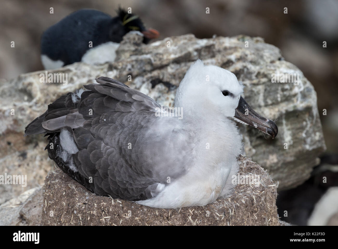 Diomedea melanophrys hi-res stock photography and images - Alamy