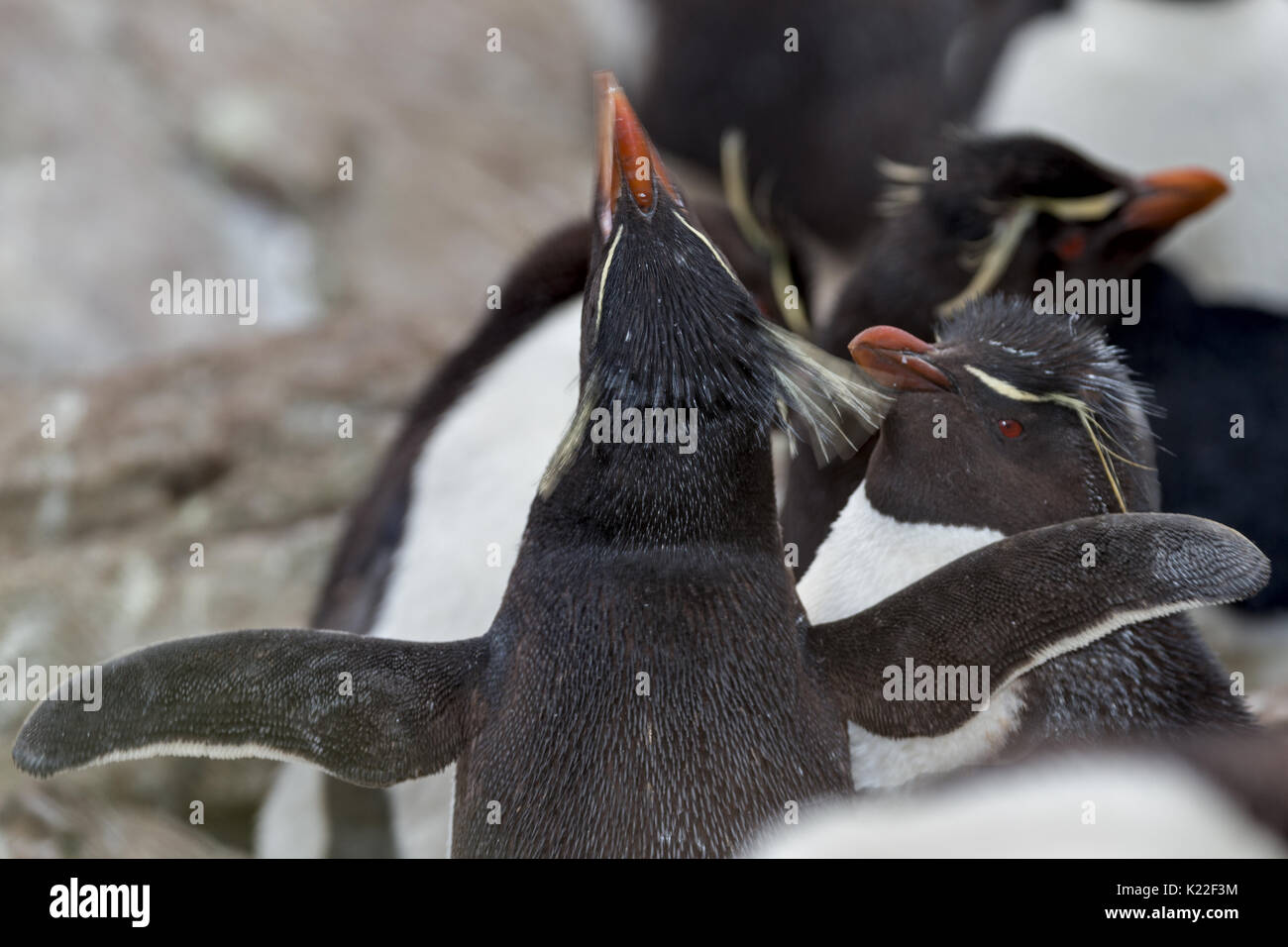 Eudyptes crestatus hi-res stock photography and images - Alamy