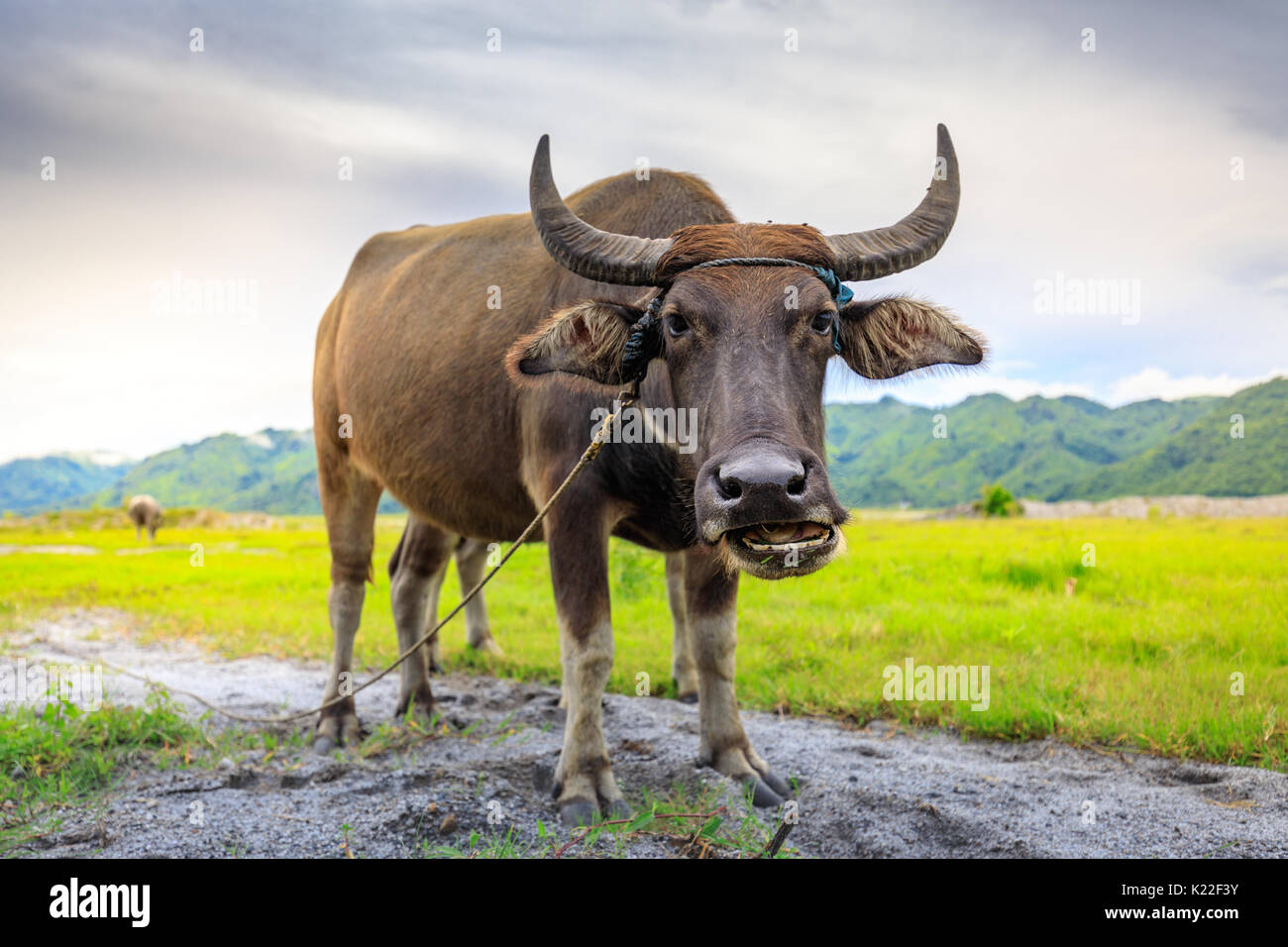 Carabao or Water Buffalo, Philippines Stock Photo - Alamy