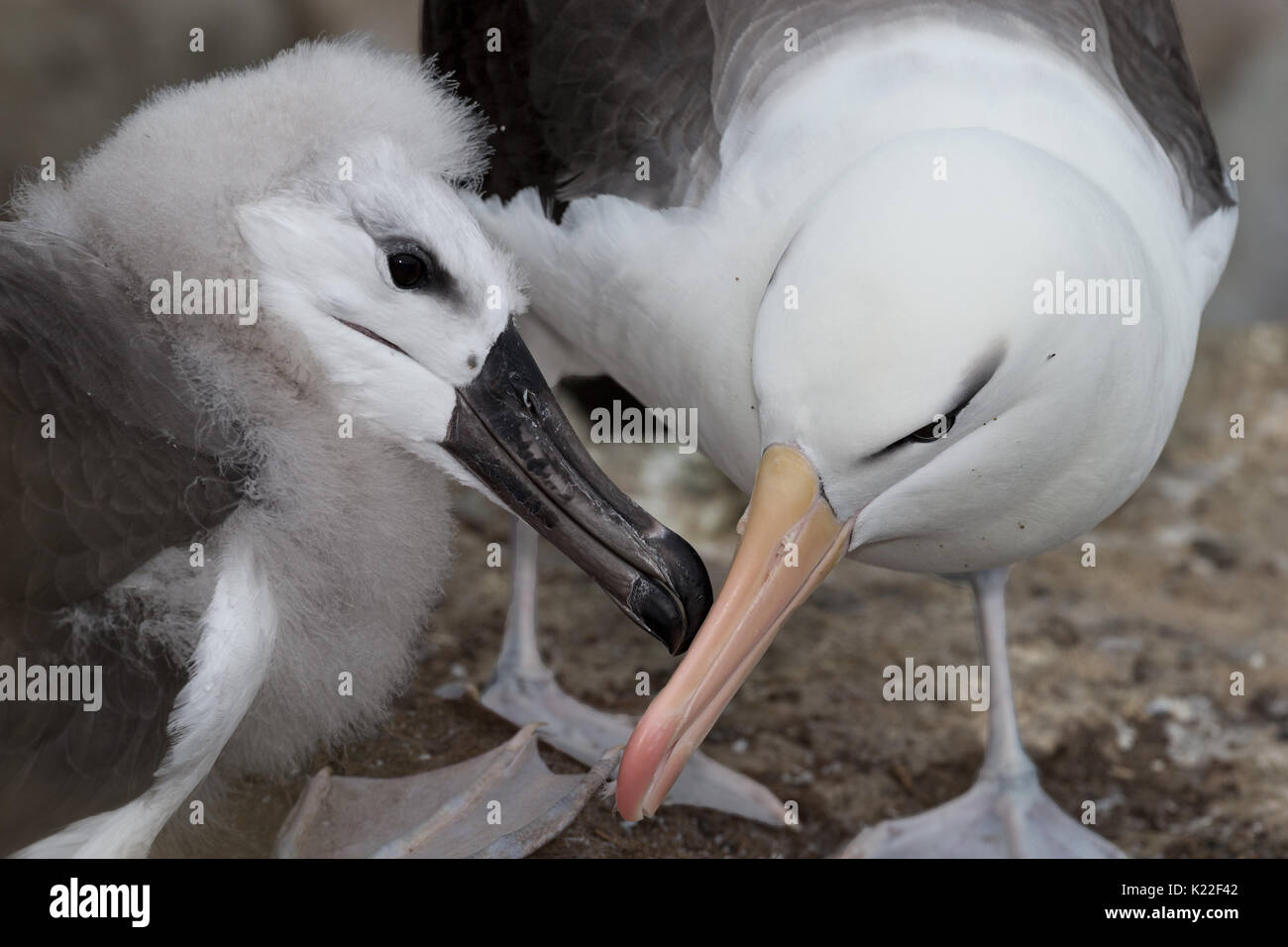 Black browed albatross feeding chick hi-res stock photography and ...