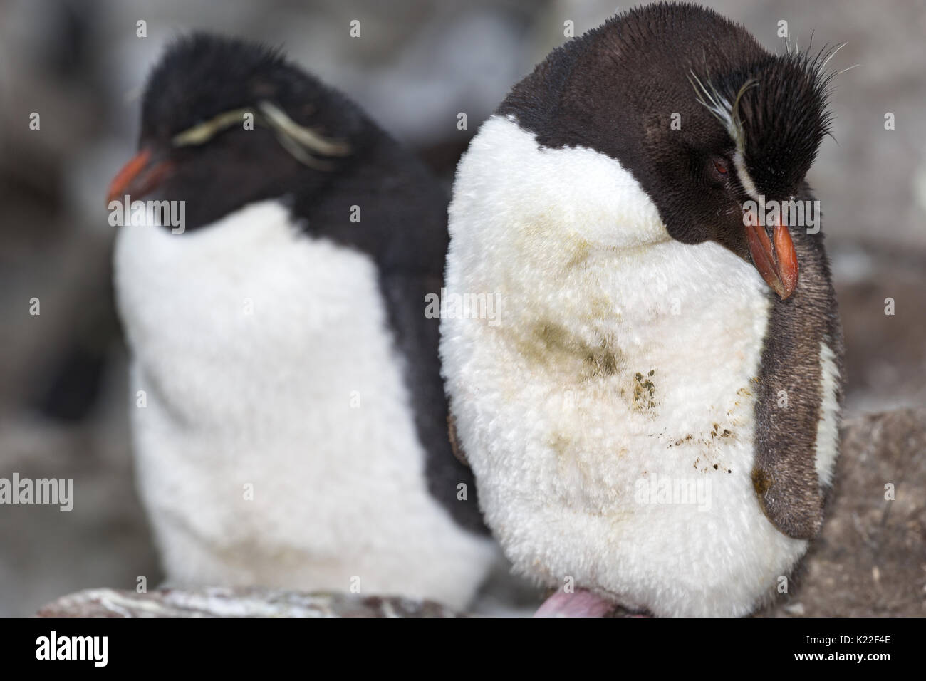 Eudyptes crestatus hi-res stock photography and images - Alamy