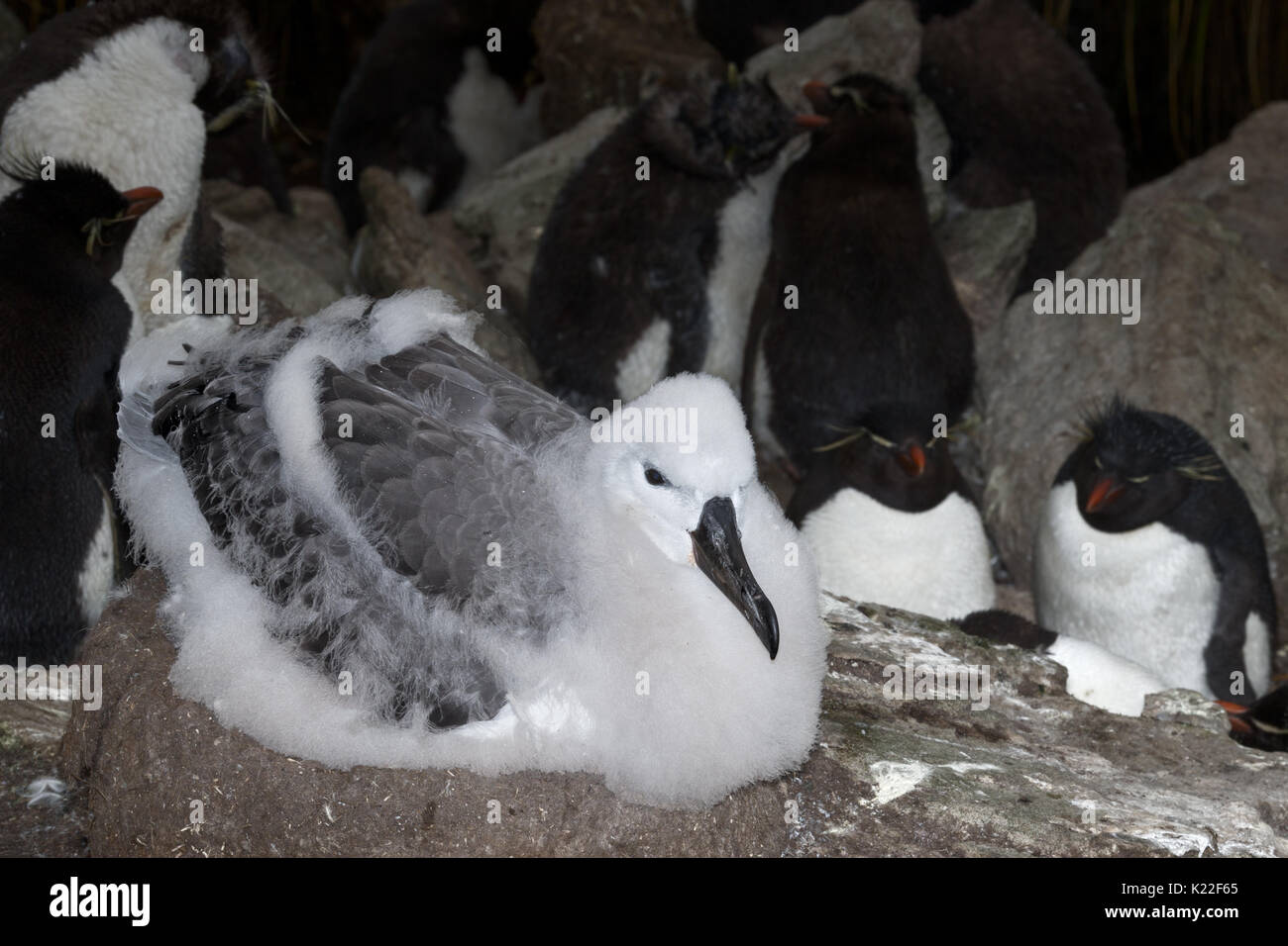 Immature Black-browed albatross Diomedea melanophrys sitting on nest ...