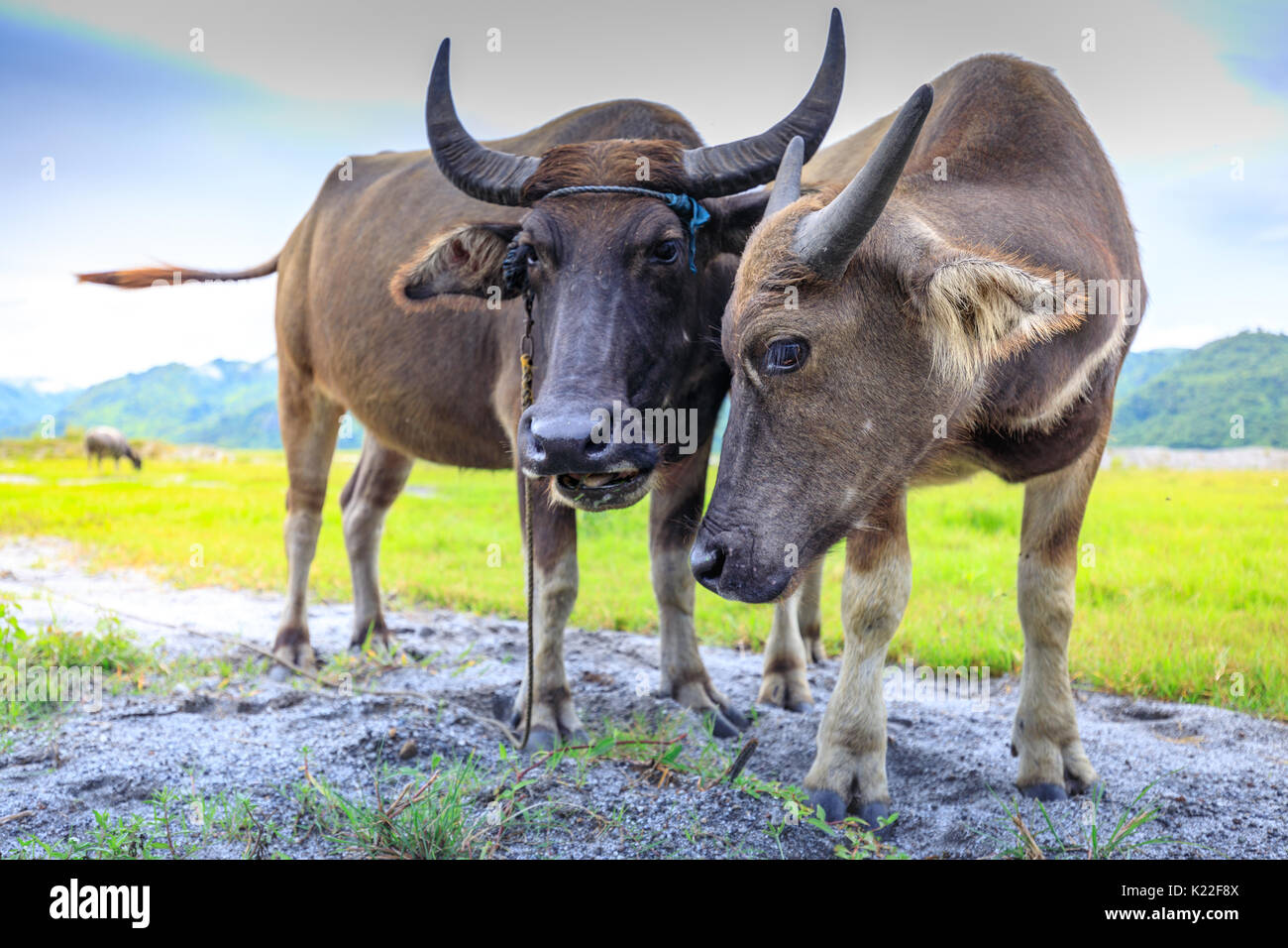 Philippine Carabao Profile For DA Philippine Carabao Center