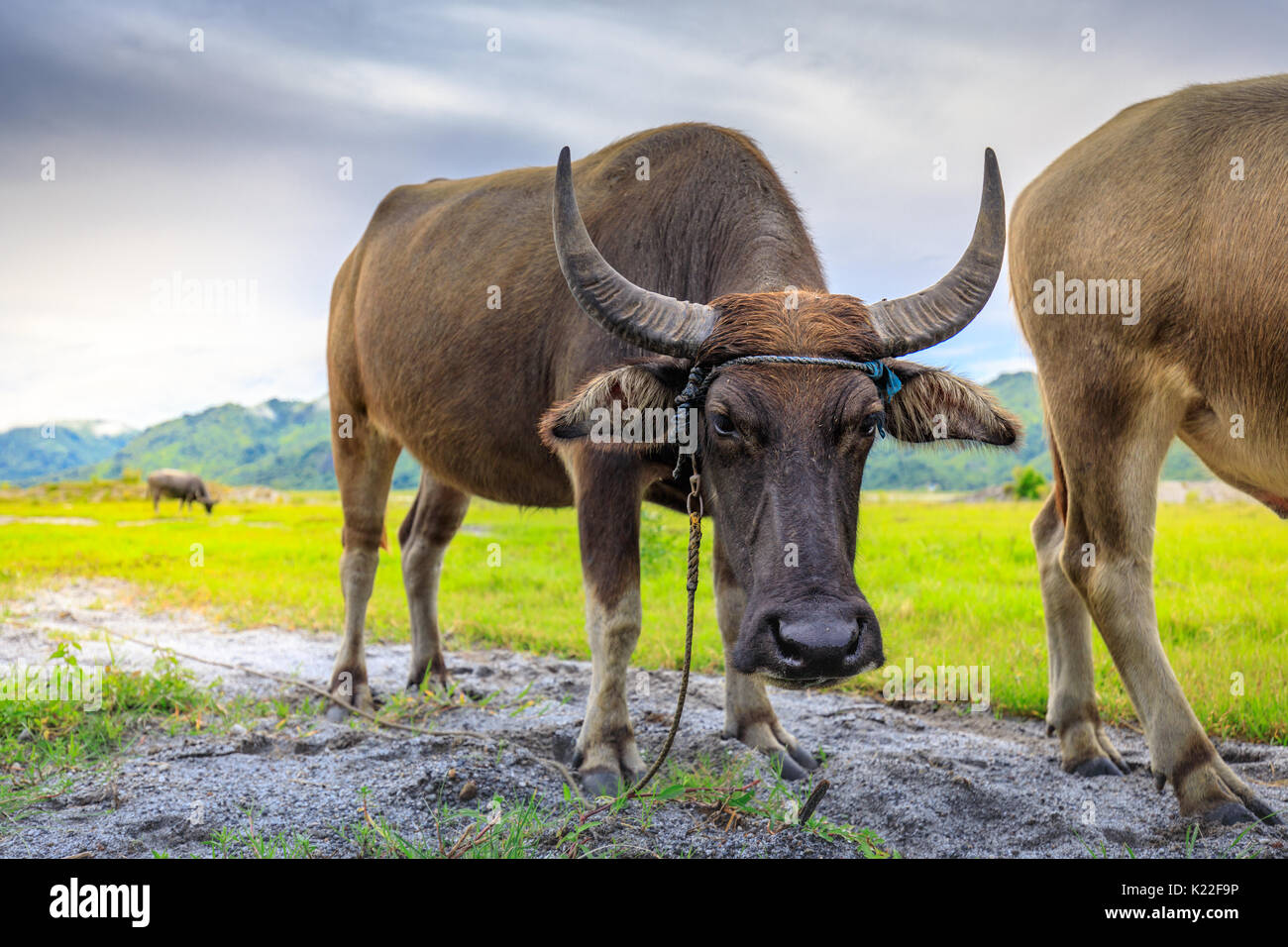Carabao philippines hi-res stock photography and images - Alamy