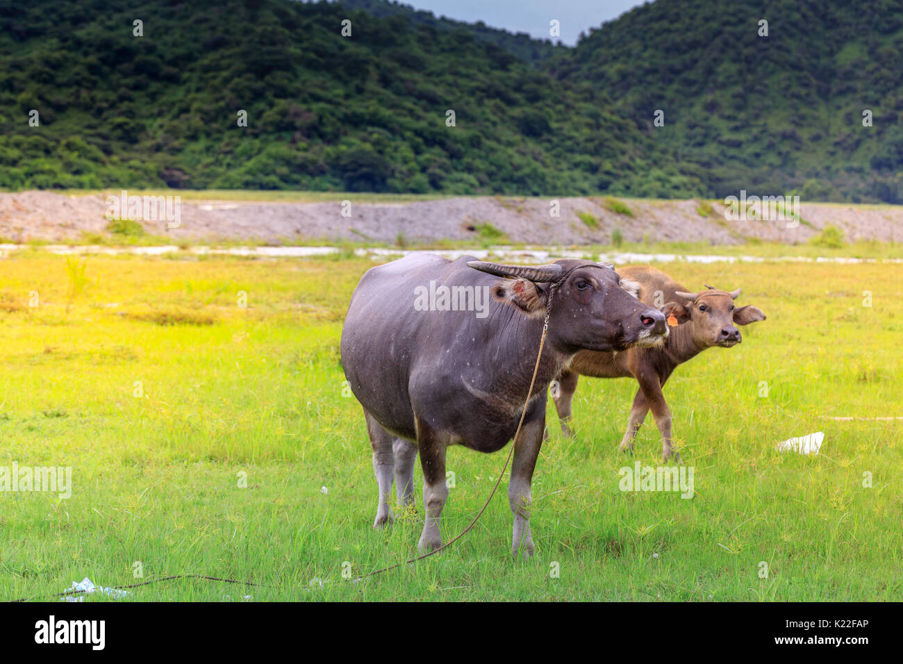 Philippine water buffalo hi-res stock photography and images - Alamy