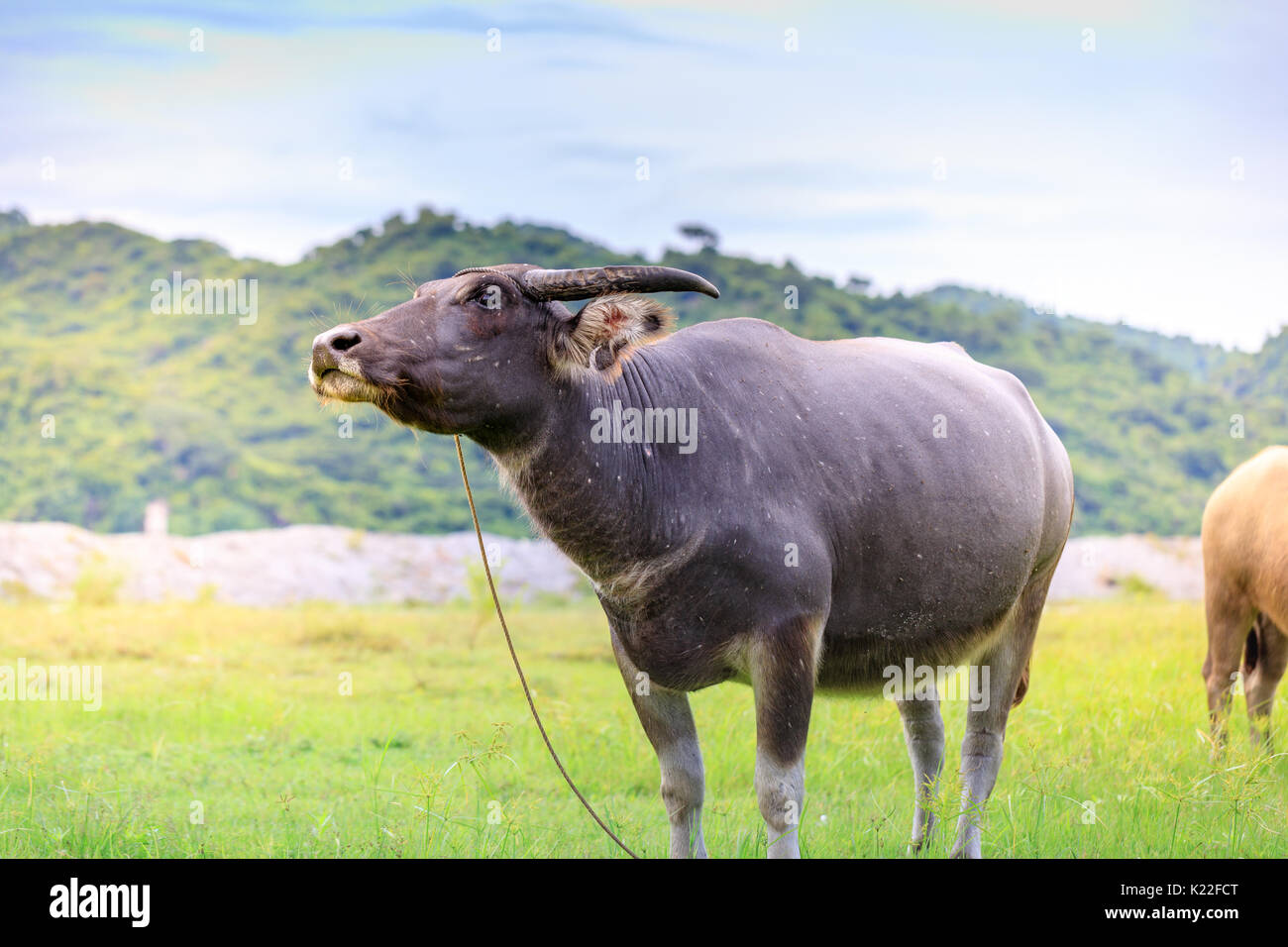 Carabao or Water Buffalo, Philippines Stock Photo - Alamy