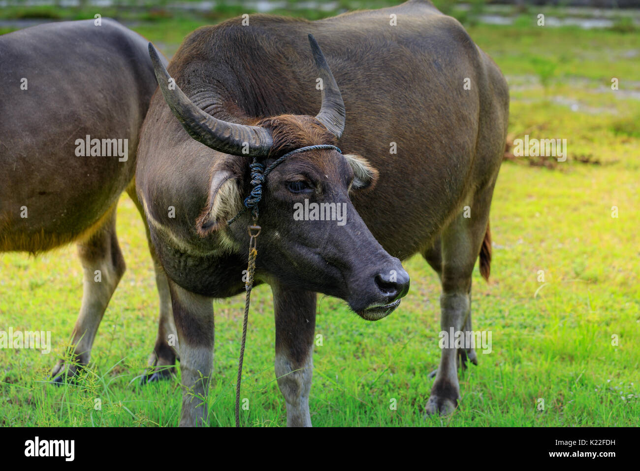 Farmer with his carabao hi-res stock photography and images - Alamy