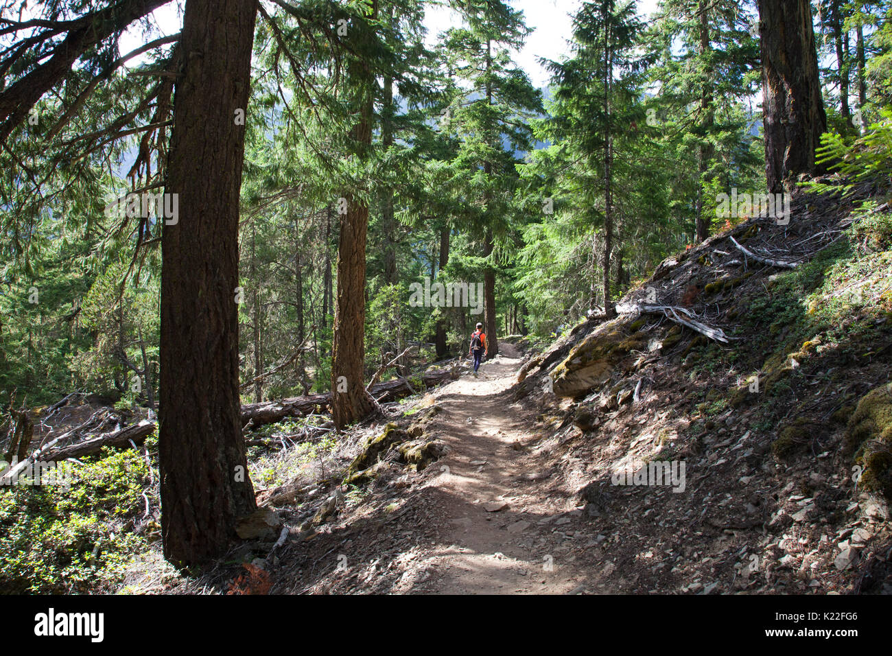 Ross Dam Trail, State of Washington, USA, America Stock Photo - Alamy