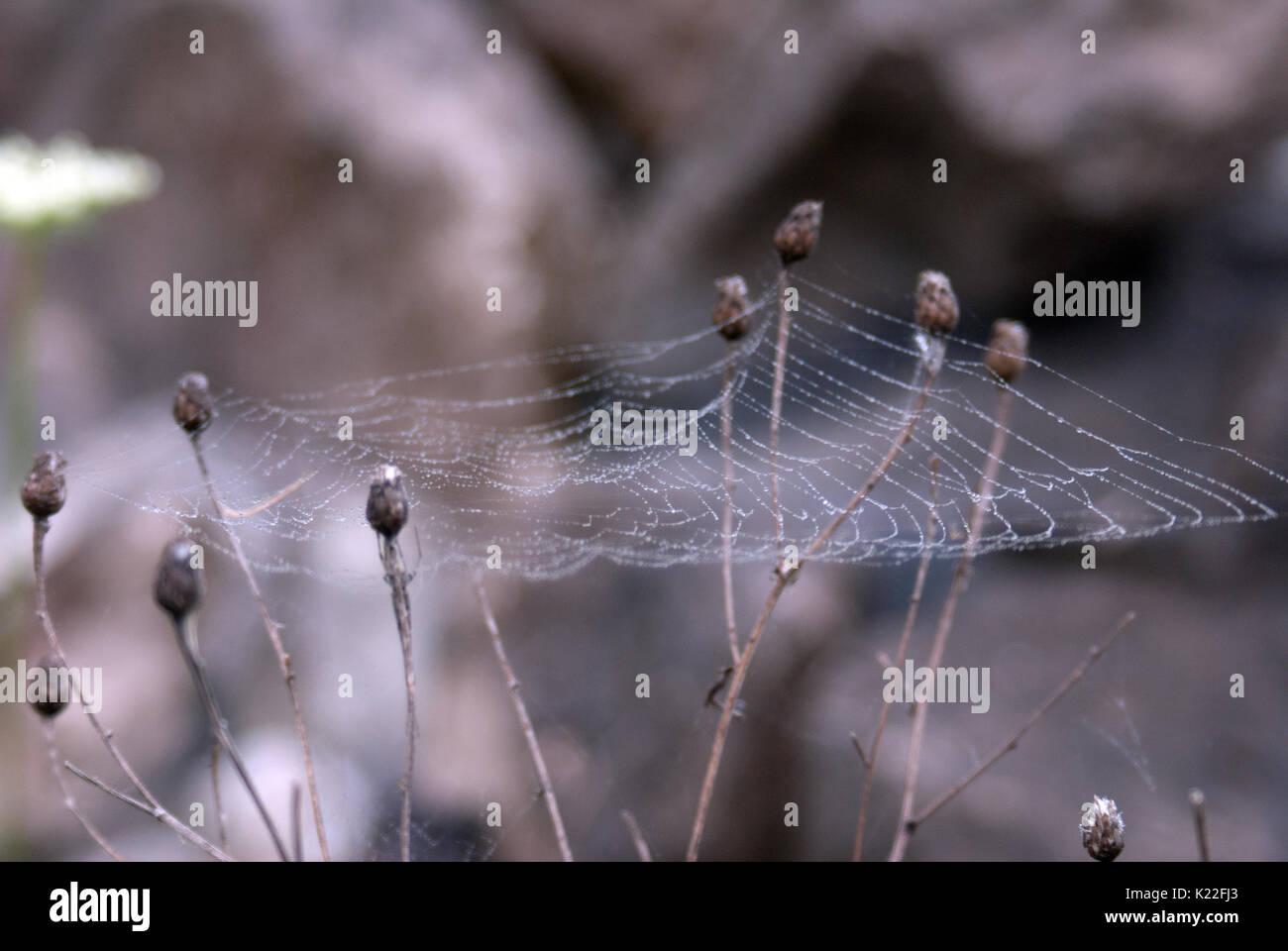 Tangle weeds hi-res stock photography and images - Alamy