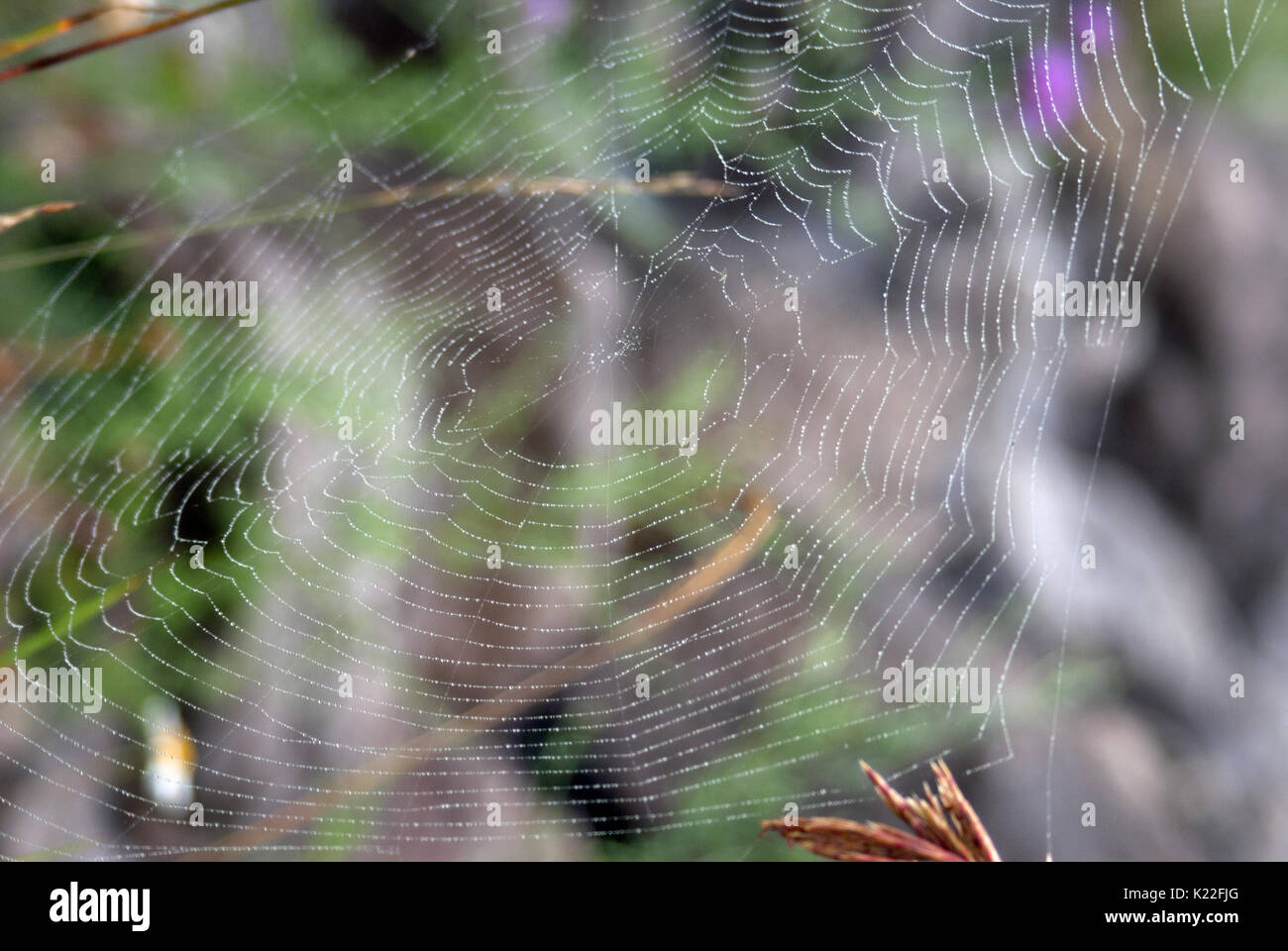 Spiderweb suspended among weeds and branches Stock Photo - Alamy