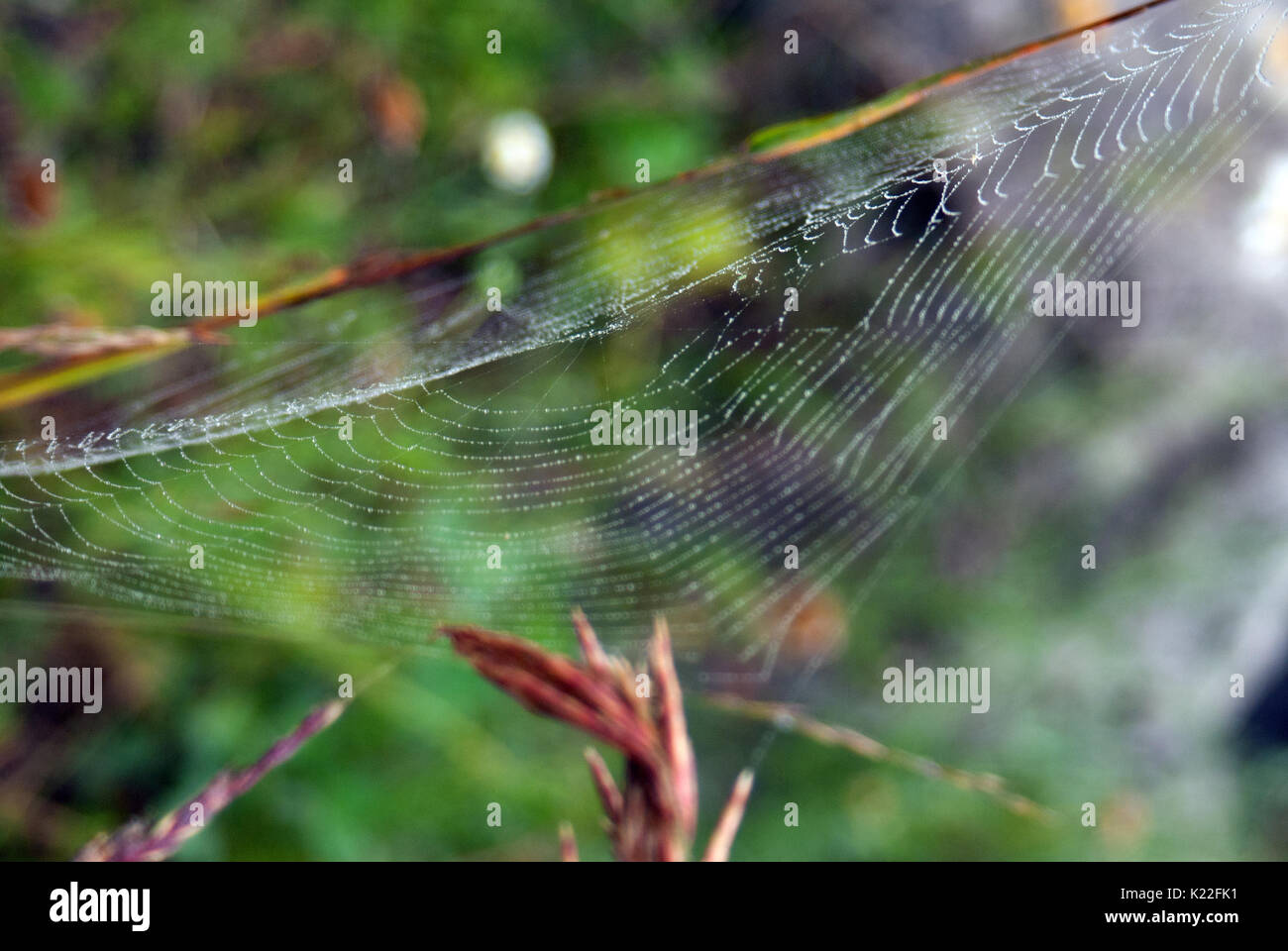 Spiderweb suspended among weeds and branches Stock Photo - Alamy