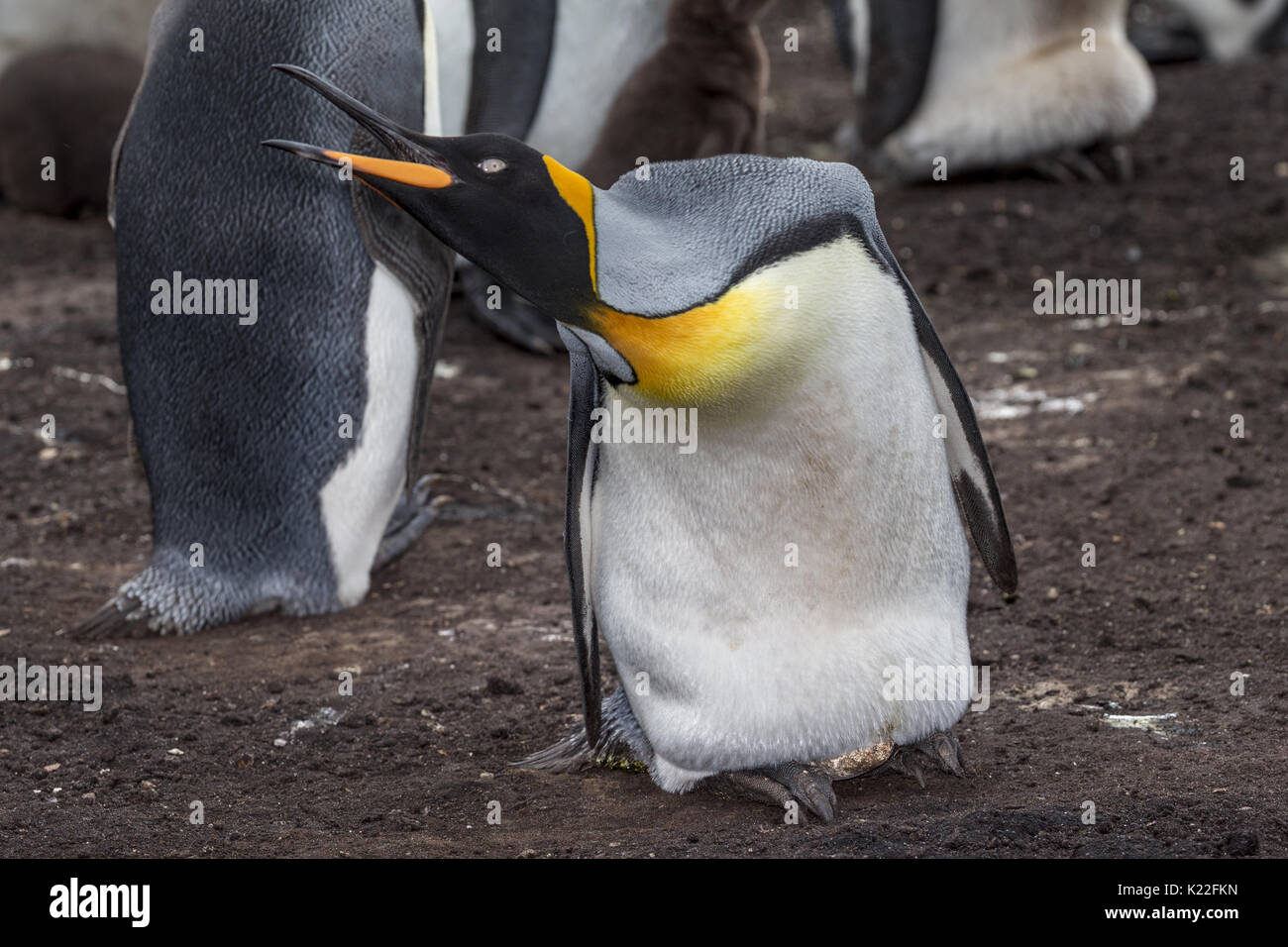 Penguin King Egg High Resolution Stock Photography and Images - Alamy
