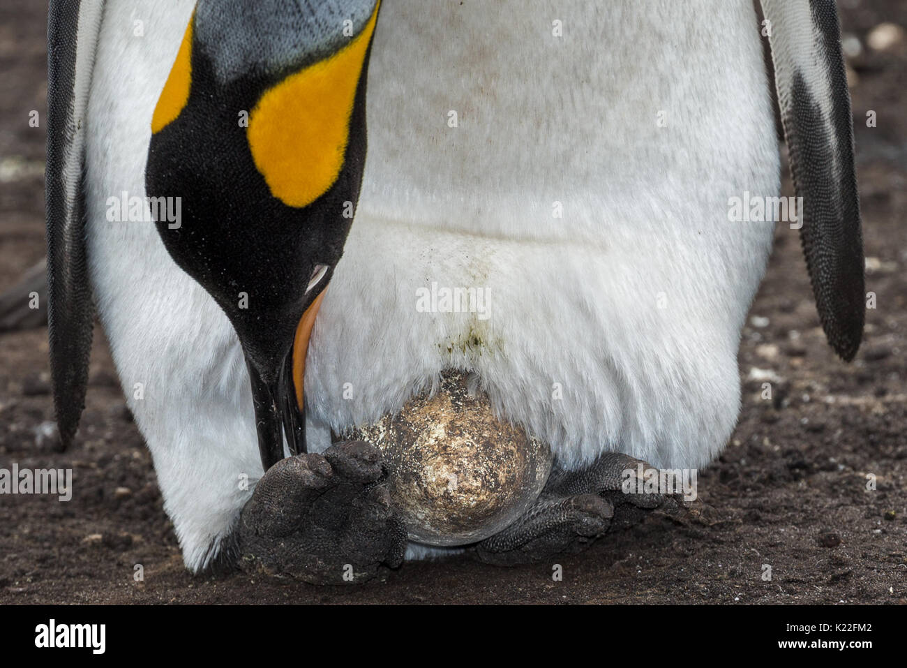 Penguin incubating egg hi-res stock photography and images - Alamy