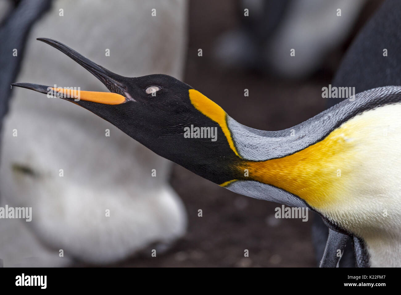 King Penguin Aptenodytes patagonicus being aggressive Volunteer Point ...